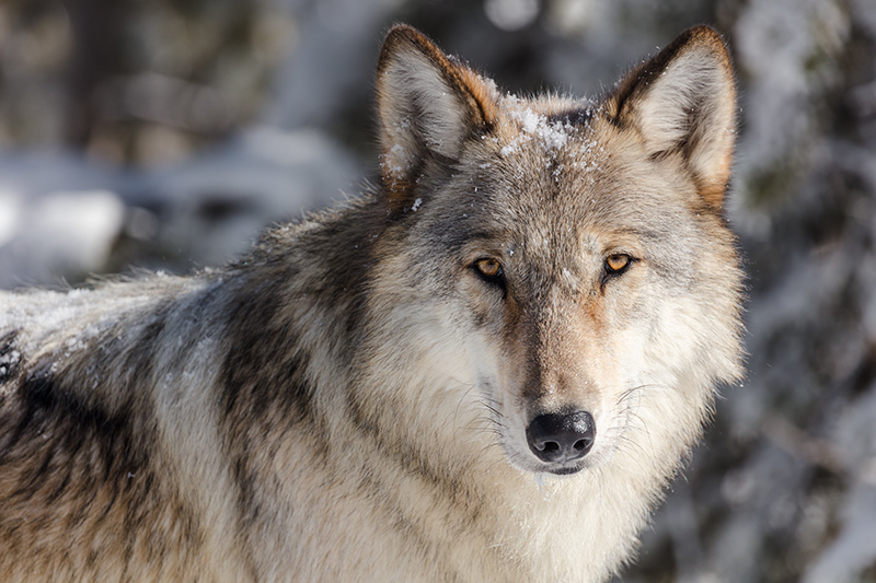 Winter in Yellowstone National Park - Sage Lodge